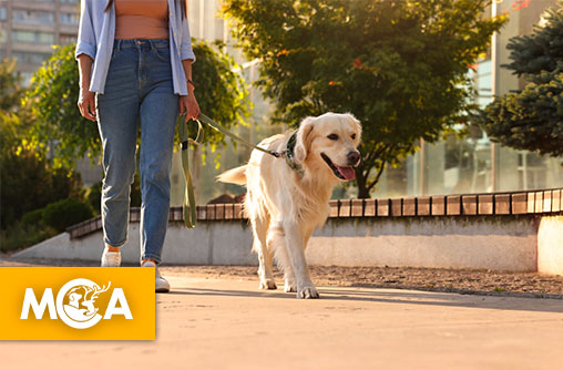 Un chien meurt électrocuté sur un trottoir parisien : la négligence qui tue
