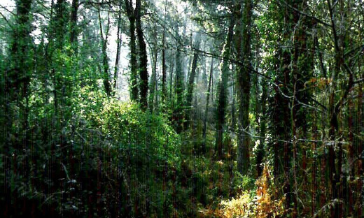 Soutenez la pétition : FORÊT EN DANGER : SAUVONS LA FORÊT USAGÈRE DE LA ...