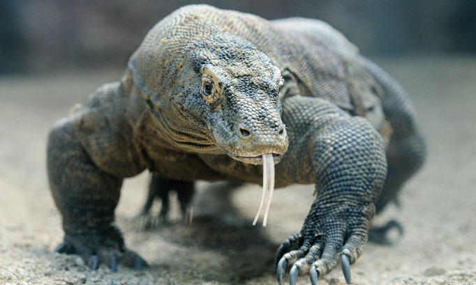 Pétition : Help the varan