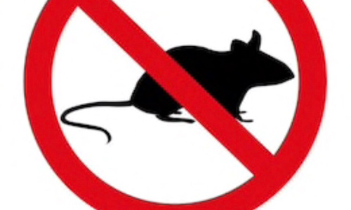 Partager la pétition : Stop au rats et à l’insalubrité des 1er, 2ème et ...