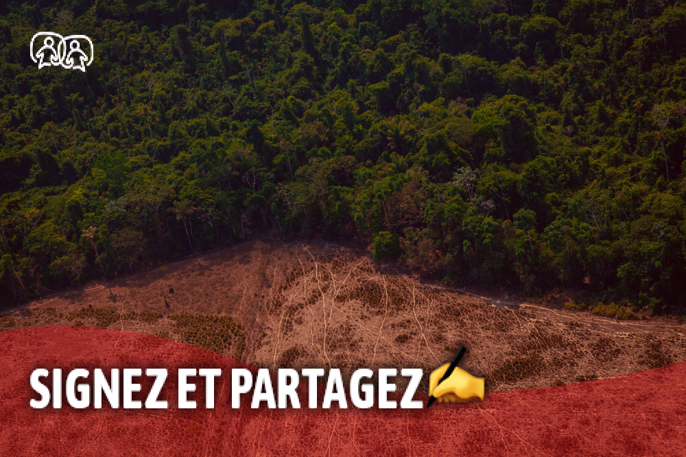 Pétition : Arrêtons la déforestation de la forêt amazonienne