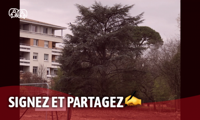 Pétition : Urgent : sauvons notre Cèdre Chypre qui fait partie de l ...