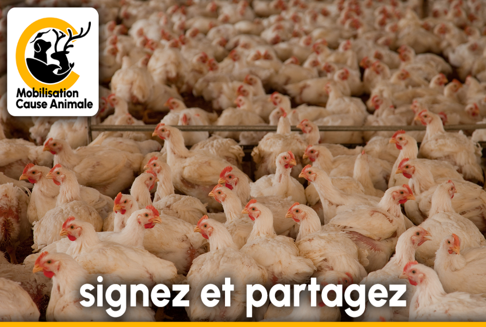 Pétition : Pour la suppression des élevages intensifs